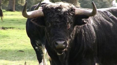 Feria TV : La ganaderia Barcial
